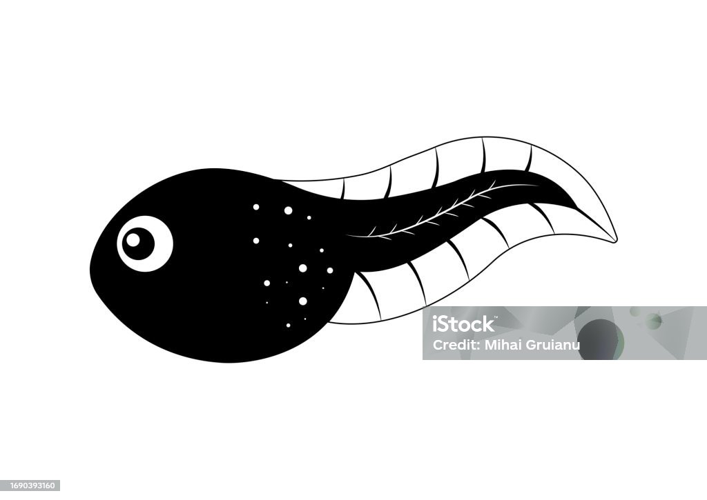 Black And White Tadpole Cartoon Character Vector Illustration Tadpole Silhouette Flat Design