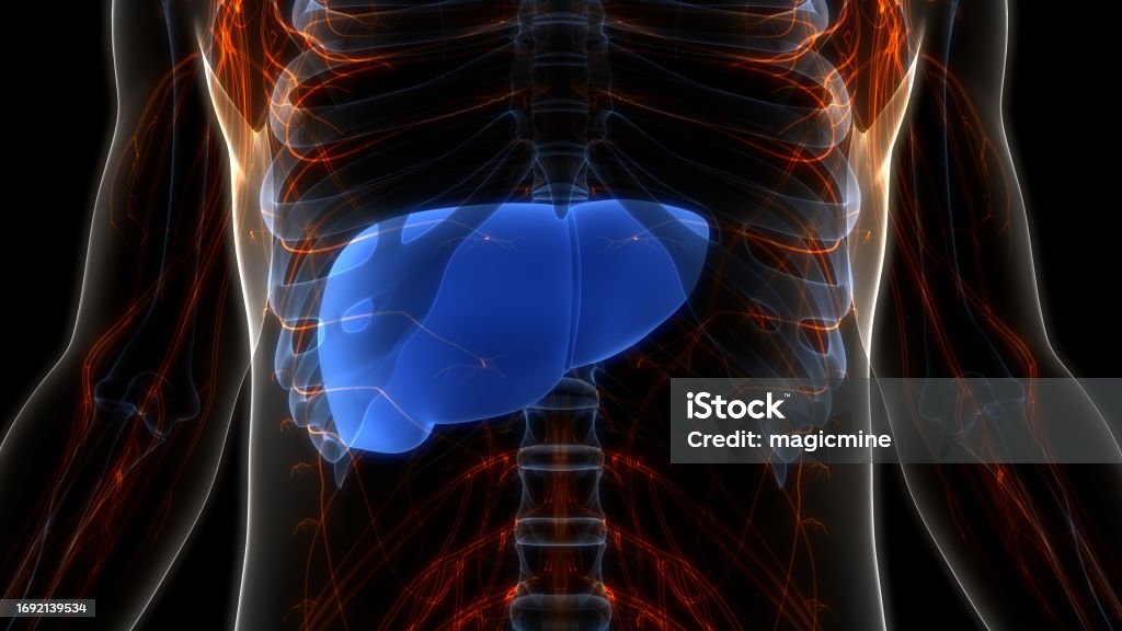Photo Libre De Droit De Anatomie Interne Du Foie Dorgane Digestif