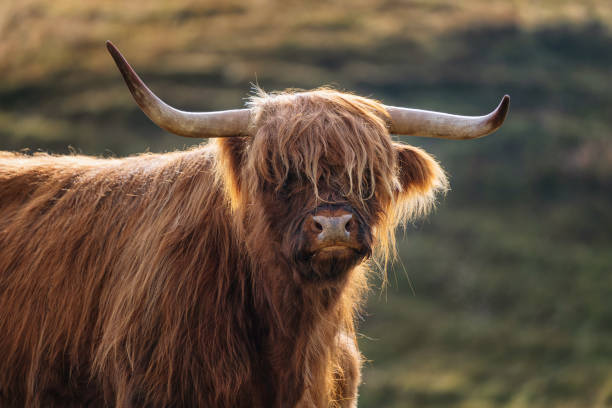 Free Stock Photo of Close Up of a Cow With Long Hair | Download Free ...