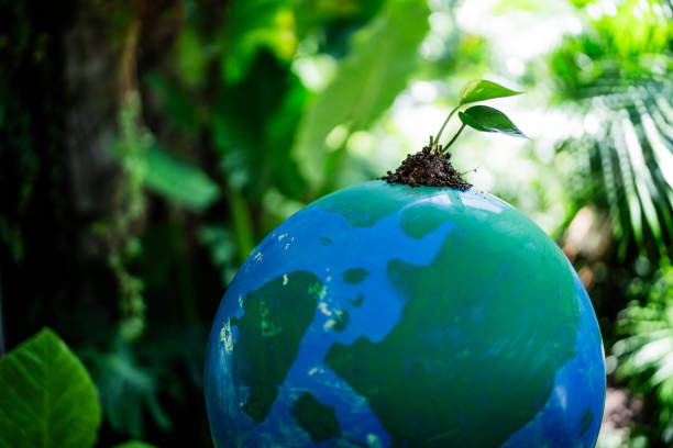 Free Stock Photo of Ecosystem Trees Shows Ecosystems Environment And ...
