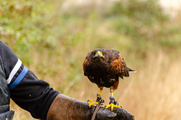 Free Stock Photo of Majestic Bird of Prey Perched on Glove | Download ...