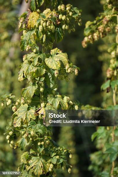 Humulus Lupulus Hop Umum Atau Hop Adalah Spesies Tanaman Berbunga Dalam
