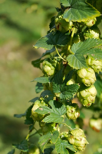 Humulus Lupulus Hop Umum Atau Hop Adalah Spesies Tanaman Berbunga Dalam