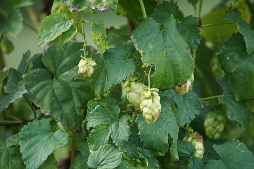 Humulus Lupulus Hop Umum Atau Hop Adalah Spesies Tanaman Berbunga Dalam