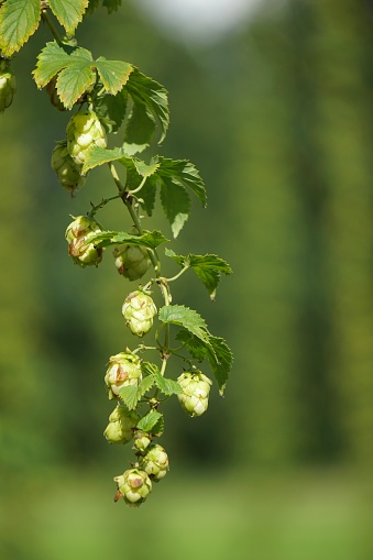 Humulus Lupulus Hop Umum Atau Hop Adalah Spesies Tanaman Berbunga Dalam