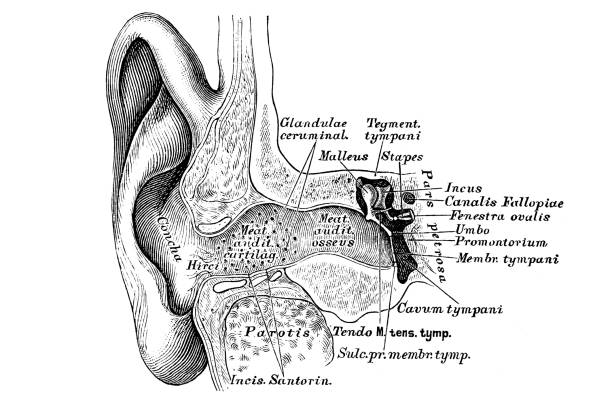 20 Auditory Canal Stock Illustrations Royalty Free Vector Graphics