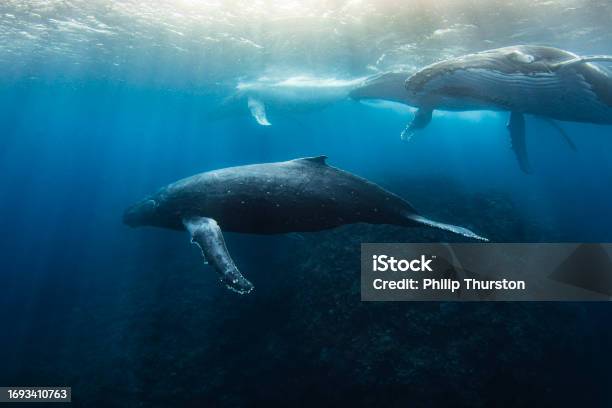 Underwater Encounter Of A Humpback Whale Heat Run With Multiple Whales