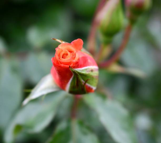 Rose Bud Nature Close - Free photo on Pixabay