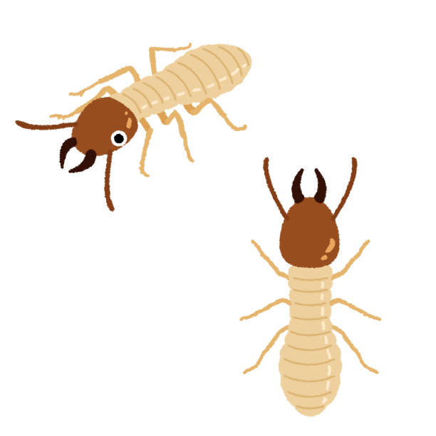 2 500 Termites Stock Illustrations Graphiques Vectoriels Libre De