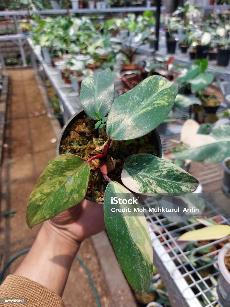 Philodendron Strawberry Shake Variegated Leaf Stock Photo - Download ... Philodendron Strawberry Shake Variegated Leaf Stock Photo - Download ...