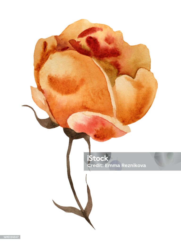 Flower Rose Watercolor Hand Drawn Illustration Stock Illustration