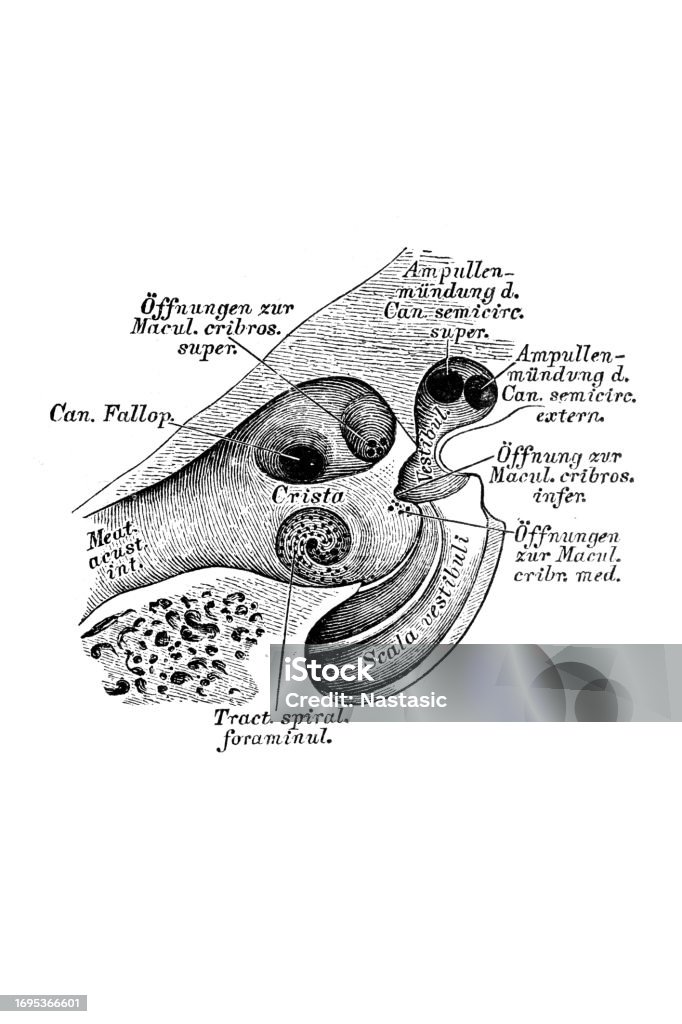 The End Of The Internal Auditory Canal Stock Illustration Download