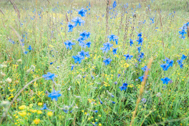 Free Stock Photo of Blue Flowers Growing in Grass | Download Free ...