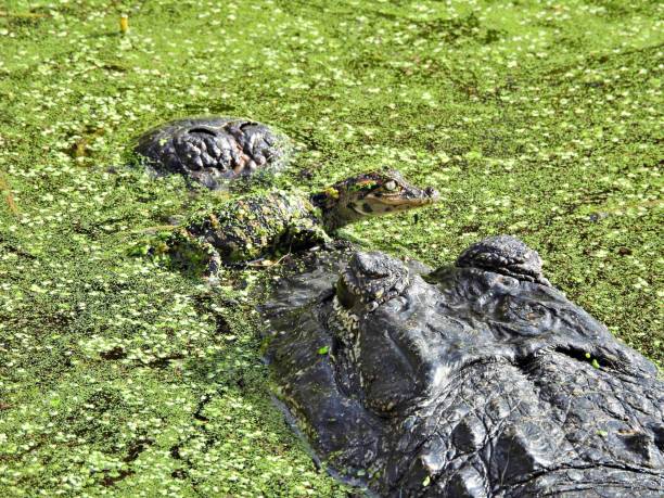 Free Stock Photo of Two Alligators Resting by Water | Download Free ...