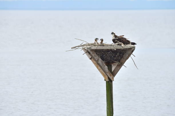 Free Stock Photo of Osprey perched atop a massive nest | Download Free ...