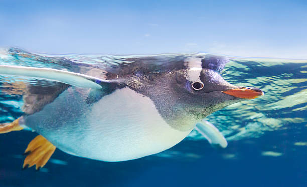 Free Stock Photo of Penguin Swimming in Water | Download Free Images ...