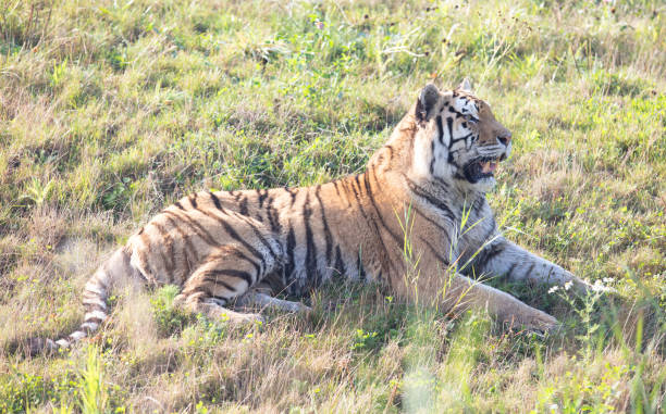 Free Stock Photo of Large Tiger Laying on Lush Green Field | Download ...