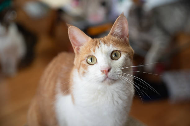 Free Stock Photo of Close Up of a Cat Looking at the Camera | Download ...