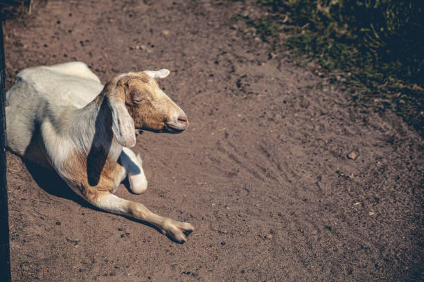 Free Stock Photo of Close Up of Goat on Dirt Ground | Download Free ...