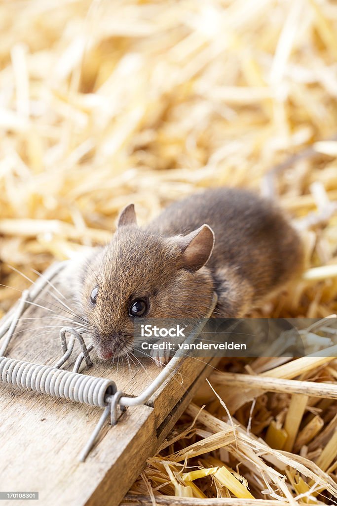 Dead Mouse In A Mousetrap Stock Photo - Download Image Now ... Dead Mouse In A Mousetrap Stock Photo - Download Image Now ...