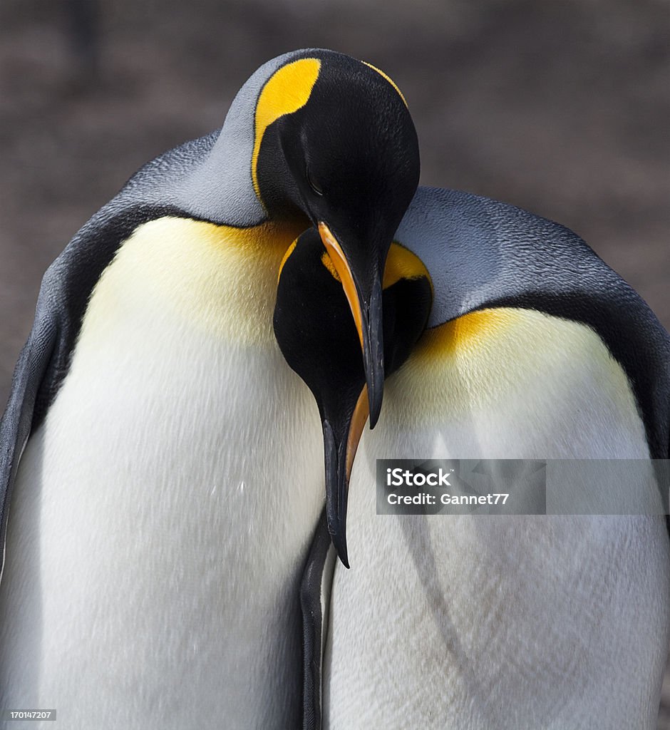 Emperor Penguin Mating