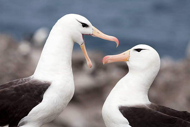 1000+ Albatross Pictures | Download Free Images on Unsplash