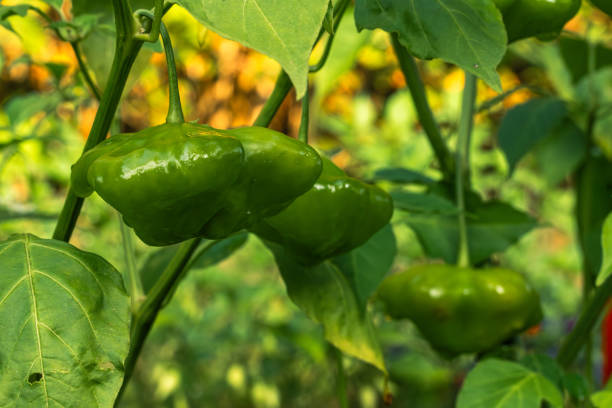 Free Stock Photo of Red Chili Pepper With Green Stalk | Download Free ...