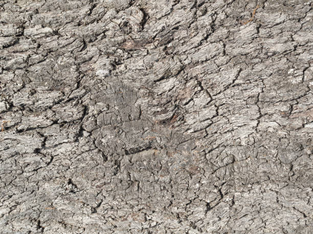 Free picture: oak, bark, old, pattern, wood, texture, dry, abstract, tree
