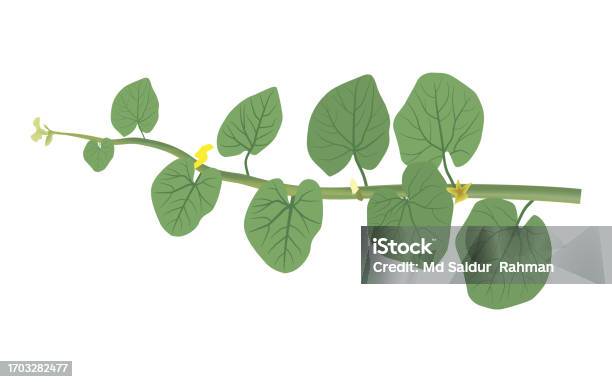 Dessin Au Trait De Larbre Vecteur Couleur Verte Illustration Nature