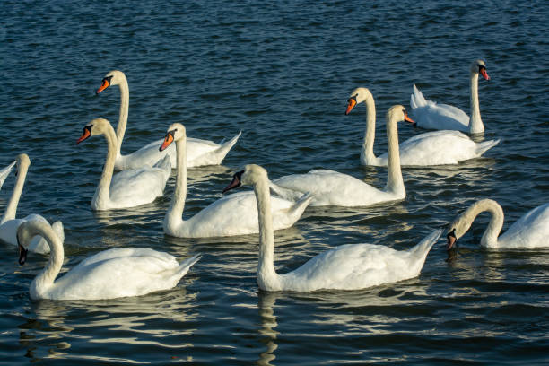 Free Stock Photo of A group of swans swimming in the water | Download ...