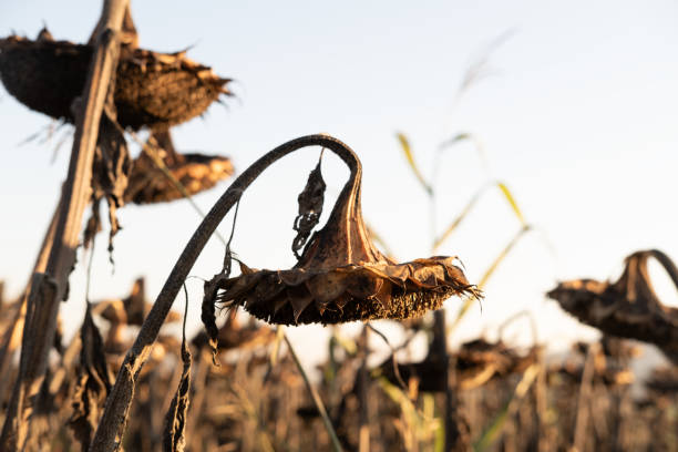 Free Stock Photo of Dead Flower in a Field | Download Free Images and ...