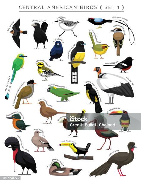 Central American Birds Set Cartoon Vector Character 1 Stock