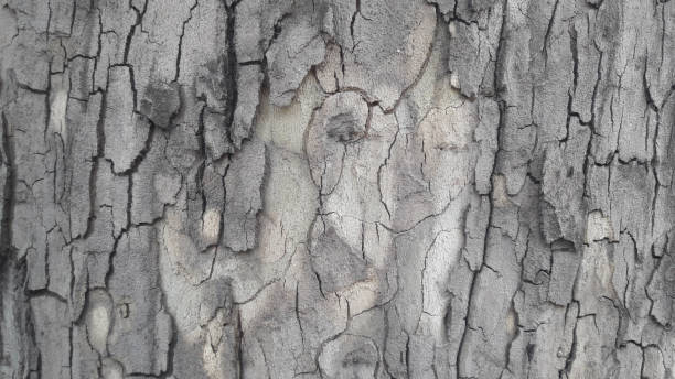 Free picture: Texture of a grey tree bark with shadow on it