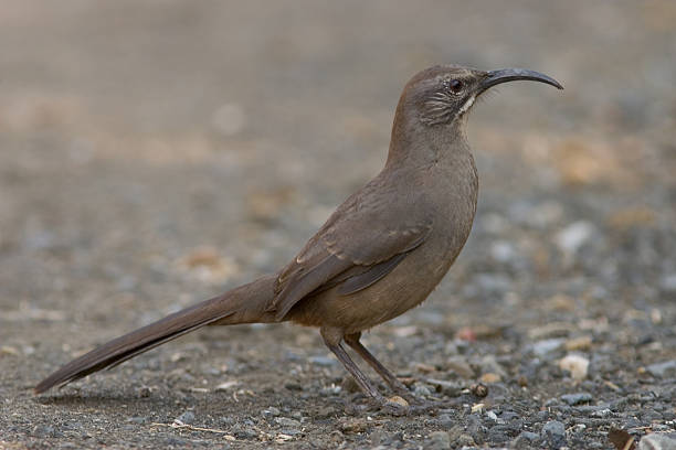 100+ Thrasher Pictures | Download Free Images on Unsplash