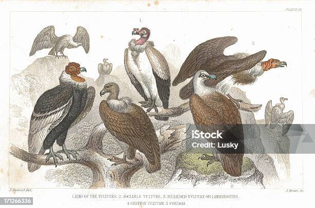 Vultures 늙음 Litho 인쇄 1852 콘도르에 대한 스톡 벡터 아트 및 기타 이미지 콘도르 고풍스런 조류 관찰