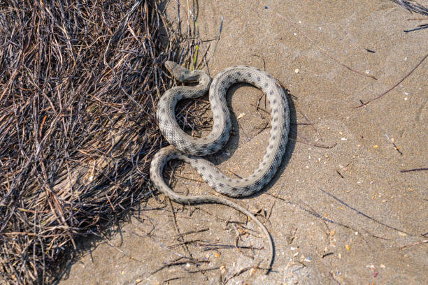 Free picture: An endemic ratsnake (Elaphe taeniura) a grey snake on ground