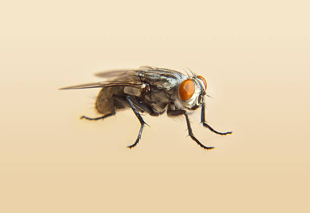 House Fly Pictures | Download Free Images on Unsplash