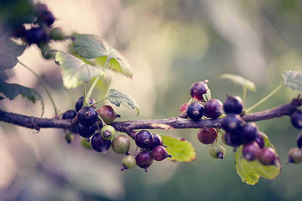 Imagen gratis: hoja, alimento, naturaleza, baya, fruta, grosella, planta