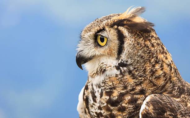 Owl Eye Pictures | Download Free Images on Unsplash
