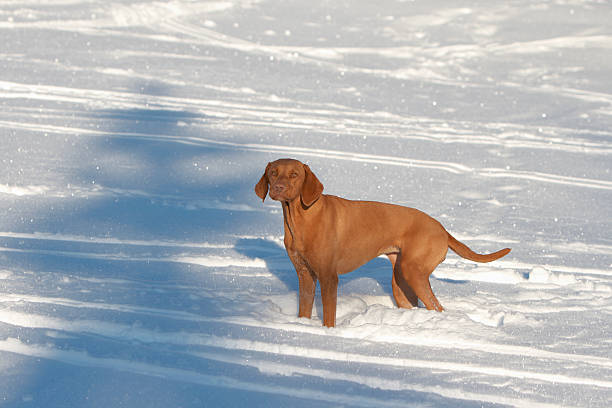 Free picture: dog, side view, purebred, big, head, pet, hunting dog ...