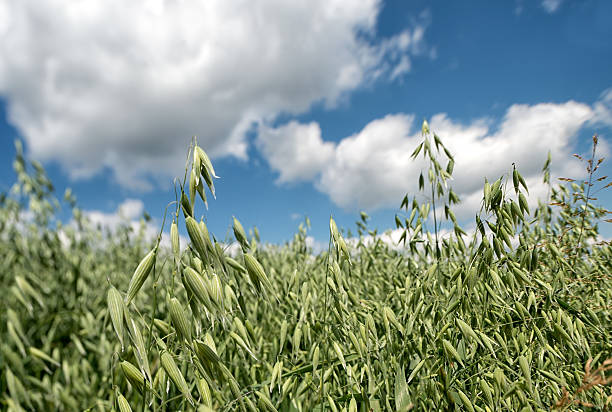 Oat Field Pictures | Download Free Images on Unsplash