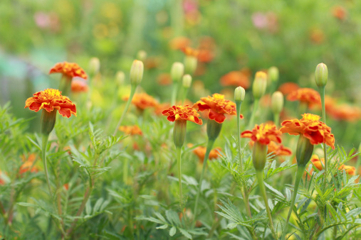 Tagetes 또는 Marigolds 만들진 아이리스입니다 침대 가을에 대한 스톡 사진 및 기타 이미지 가을 금잔화 온대