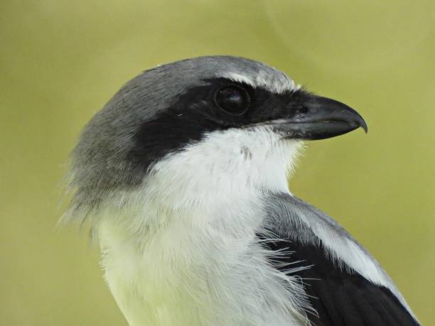 Free picture: loggerhead, shrike