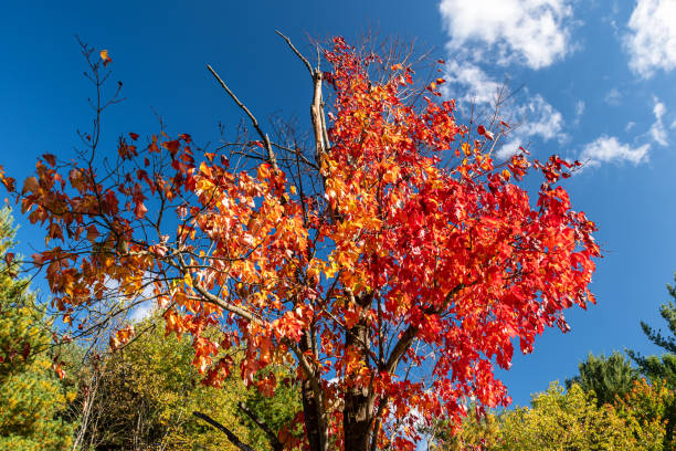 Free picture: Trees with red leaves and light blue sky as background