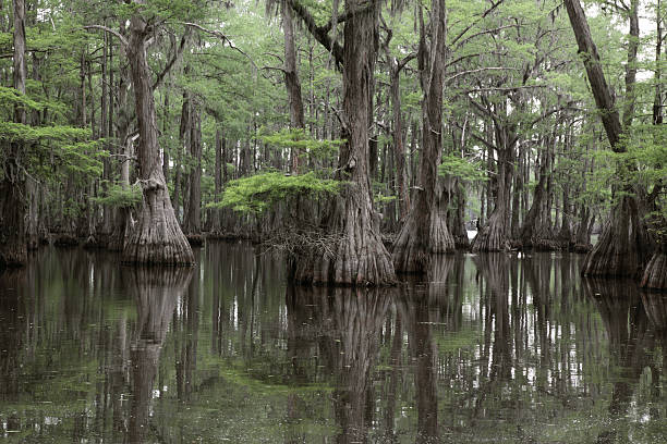 Free picture: coast, swamp, driftwood, mud, firewood, water, nature ...