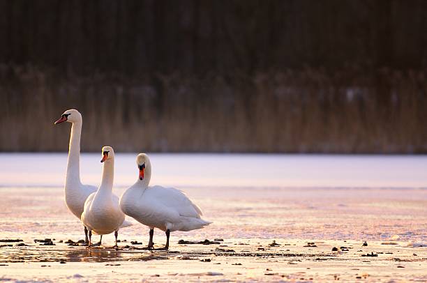 Free picture: Three swan birds on lake in dusk