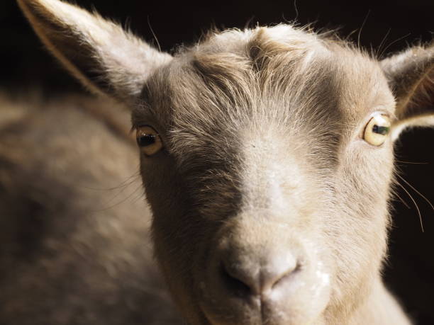 Free Stock Photo of Curious Goat Staring at Camera | Download Free ...