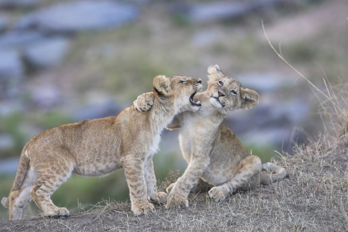 Lion 컵스 게임하기 놀기에 대한 스톡 사진 및 기타 이미지 놀기 사자 새끼 사자 Istock
