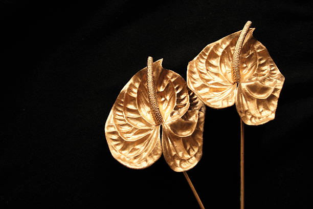Gold Flower Pictures | Download Free Images on Unsplash