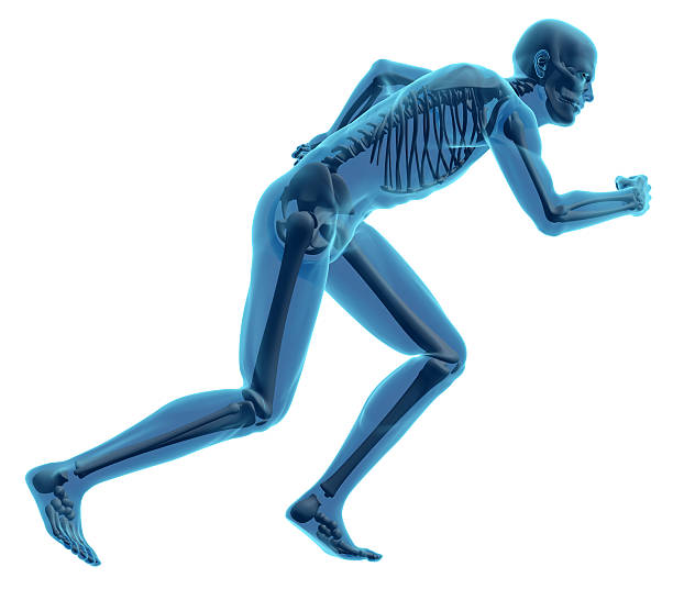 190 Muscle Animation Fotografías De Stock Fotos E Imágenes Libres De Derechos Istock